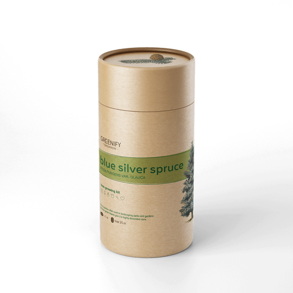 BLUE SILVER SPRUCE - Greenify Tomorrow